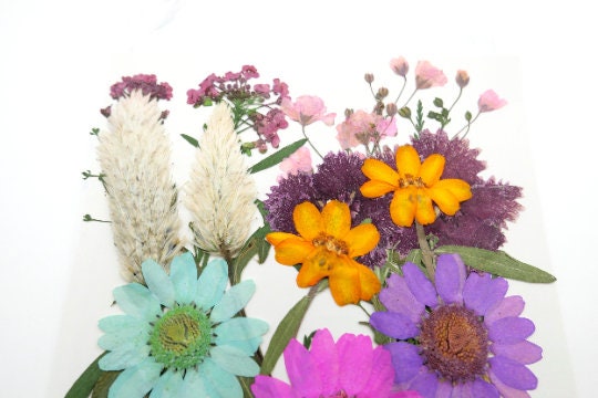 Dried Flat Flower Packs Pressed Flowers Lot Mixed Set Pink | Etsy