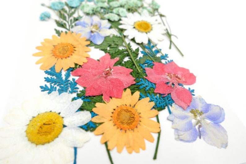 Dried Flat Flower Packs Pressed Flowers Lot Mixed Set Pink | Etsy