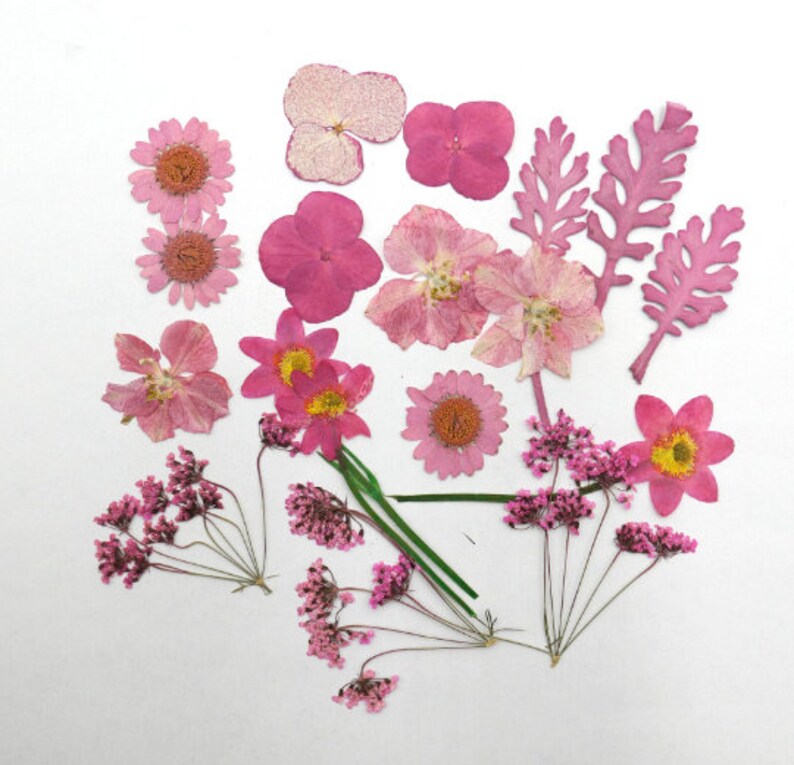 Dried Flat Flower Packs Pressed Flowers Lot Mixed Set Pink | Etsy