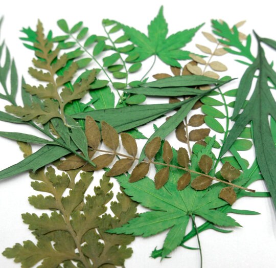 Dried Flat Flower Packs Pressed Flowers Lot Mixed Set Pink | Etsy