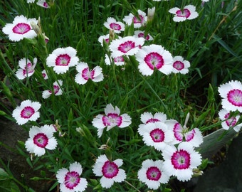 Black/White Velvet Lace Carnation Flower Seeds / Dianthus