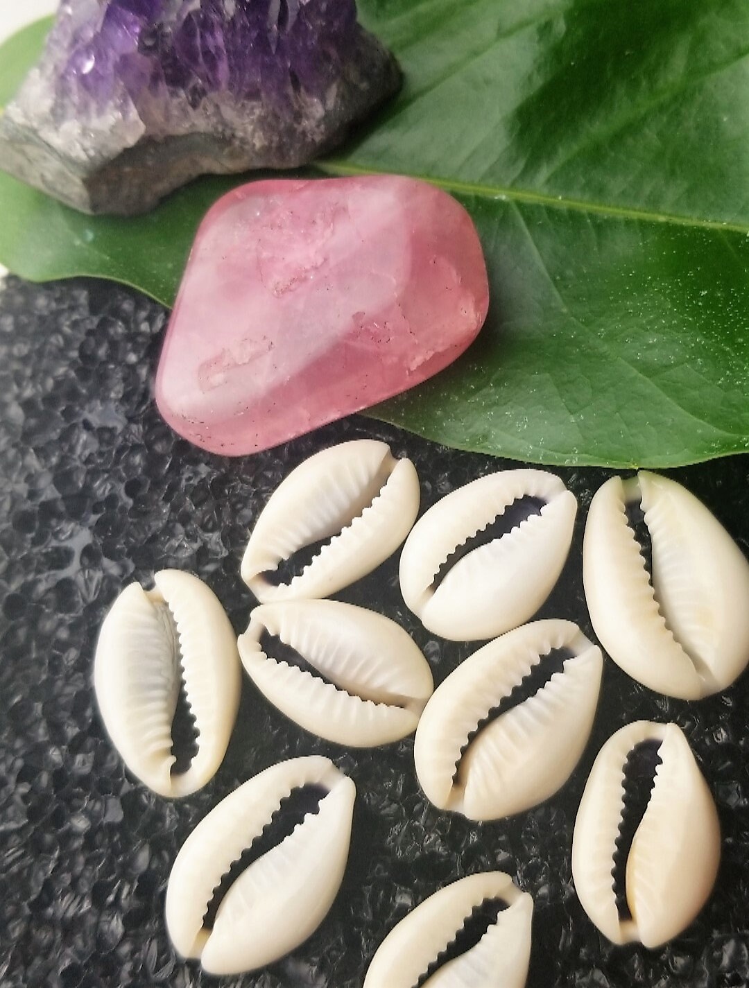 Cowrie Shells, Loc Jewelry, Shells, Cowrie, Seashells, Summer ...