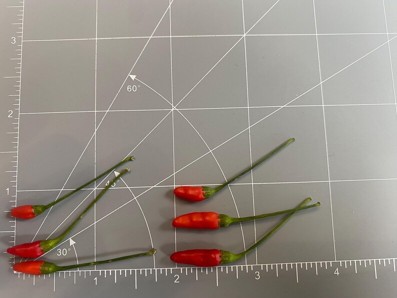 Donne Sali Seeds//guam Boonie Pepper//hot Peppers Seeds - Etsy