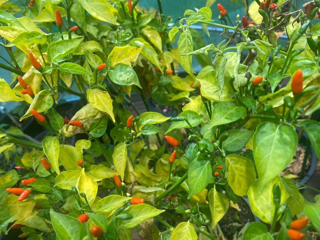 Donne Sali Seeds//guam Boonie Pepper//hot Peppers Seeds - Etsy