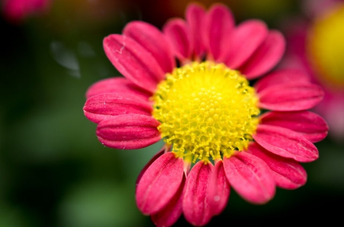 Small Pink Daisy (photo) - Etsy