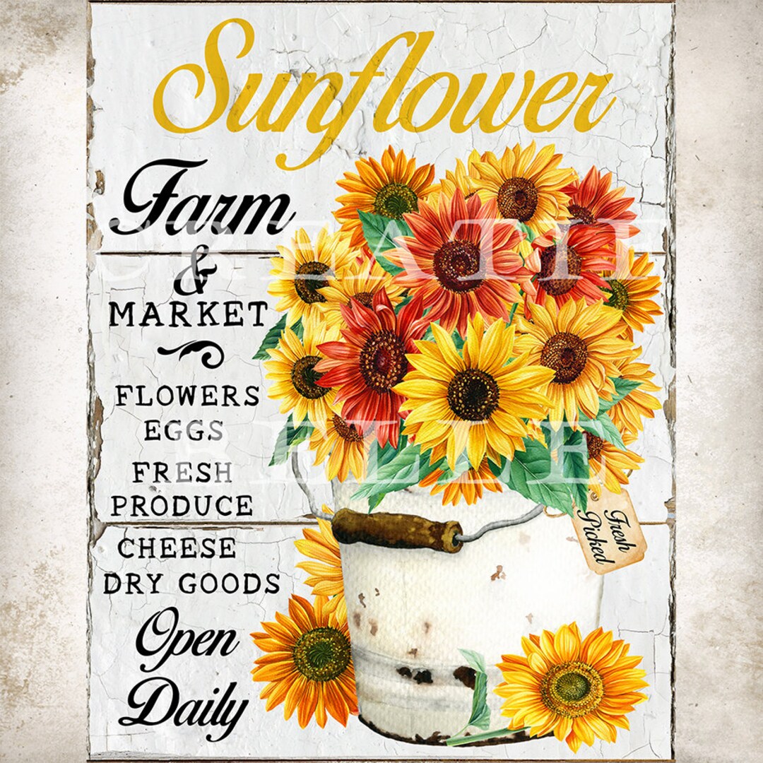 Sunflower Farm & Market, Sunflower Bucket, Fall Floral, Farmhouse ...