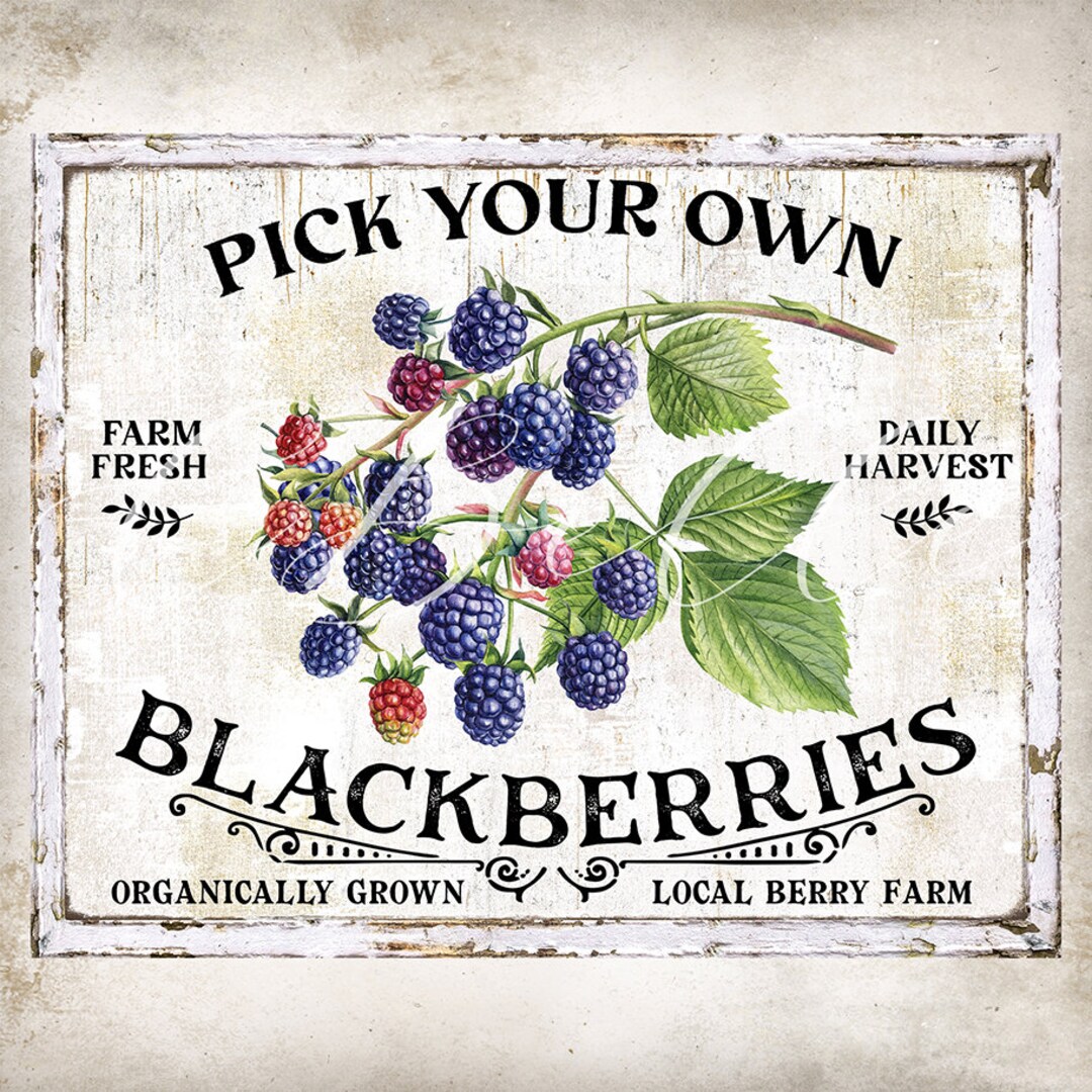 Vintage Rustic Blackberries DIY Wall Sign Farm Style Fruit Farmhouse ...