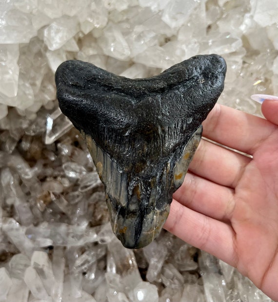 Megalodon shark tooth - Fused Glass SCUBA DIVE FLAG p… - Gem