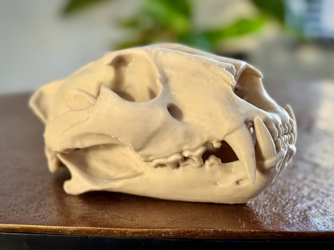 3D Printed Tiger Skull | Anatomical Big Cat Skull Replica | Zoology ...