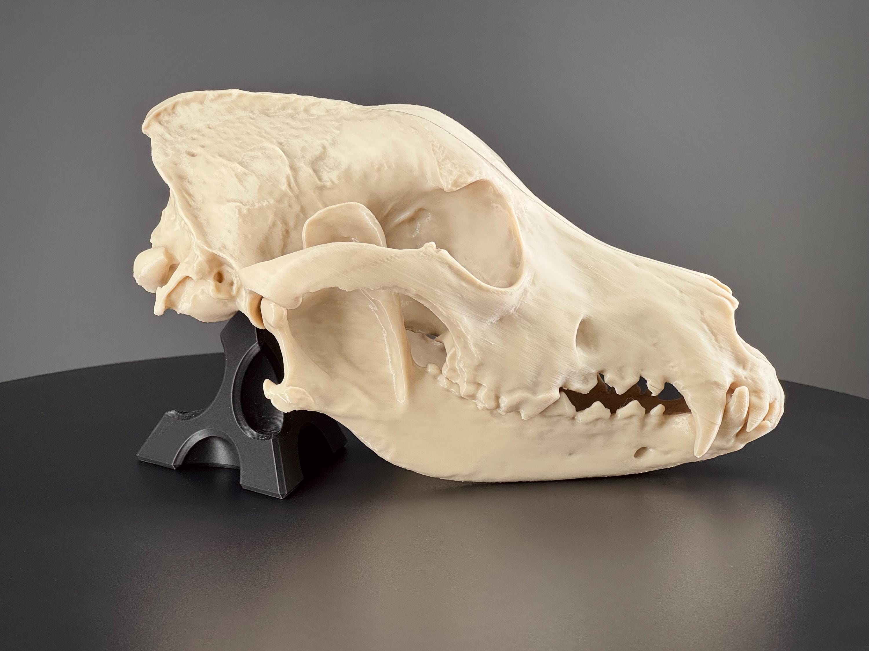 3D Printed Dog Skull | Anatomical Canine Skull Replica (german Shepherd ...