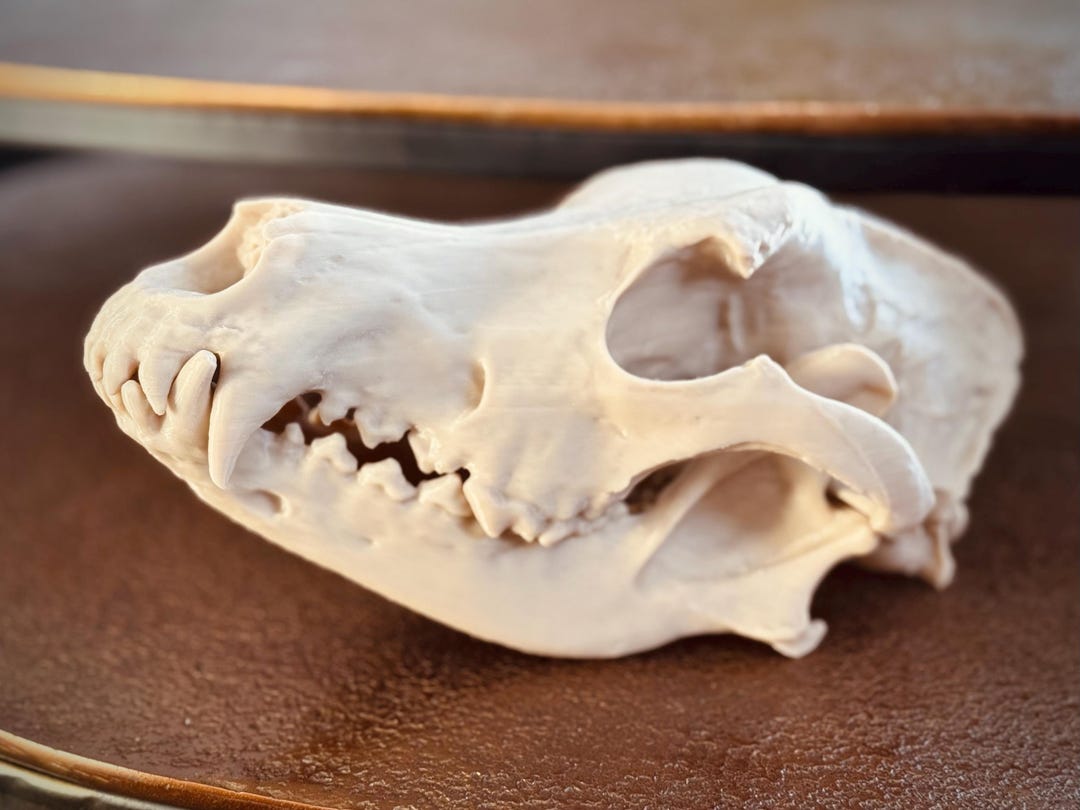 3D Printed Dog Skull | Anatomical Canine Skull Replica (german Shepherd ...