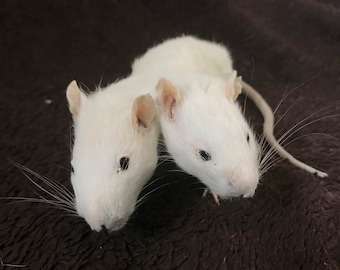 Taxidermy rat | Etsy