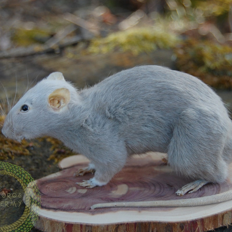 Taxidermy Rat - Etsy