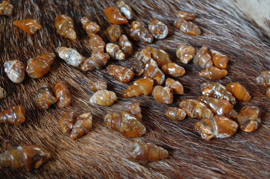 Tumbled Agatized Turritella Shell [lot of 10] - Etsy