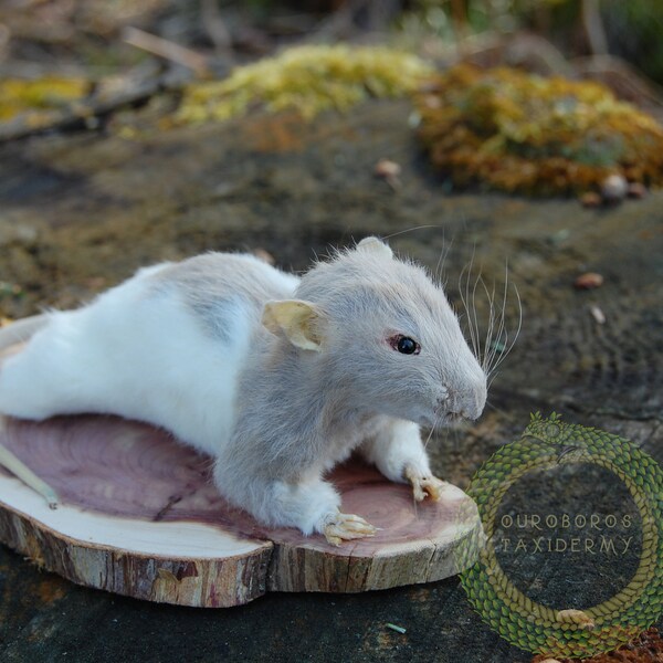 Taxidermy Rat - Etsy