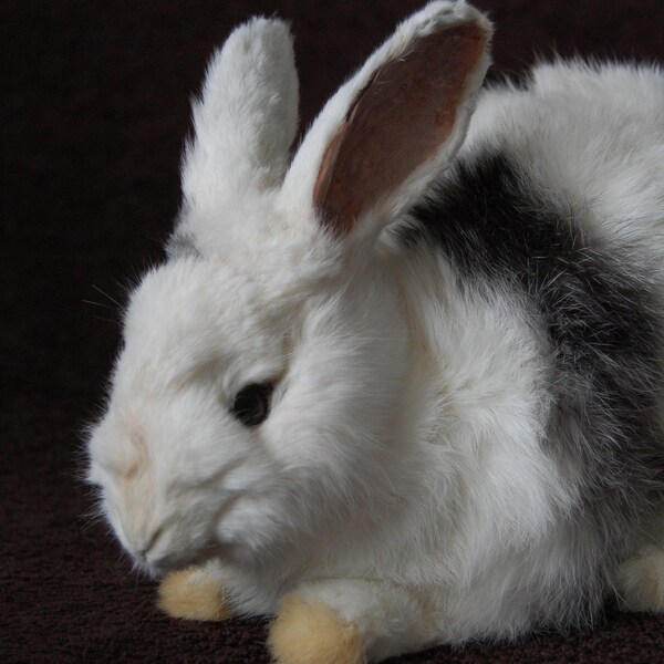 Taxidermy Rabbit - Etsy