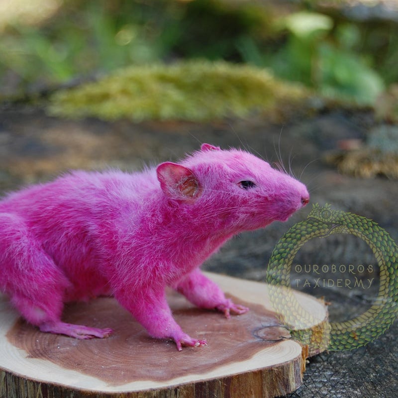 Taxidermy Rat - Etsy