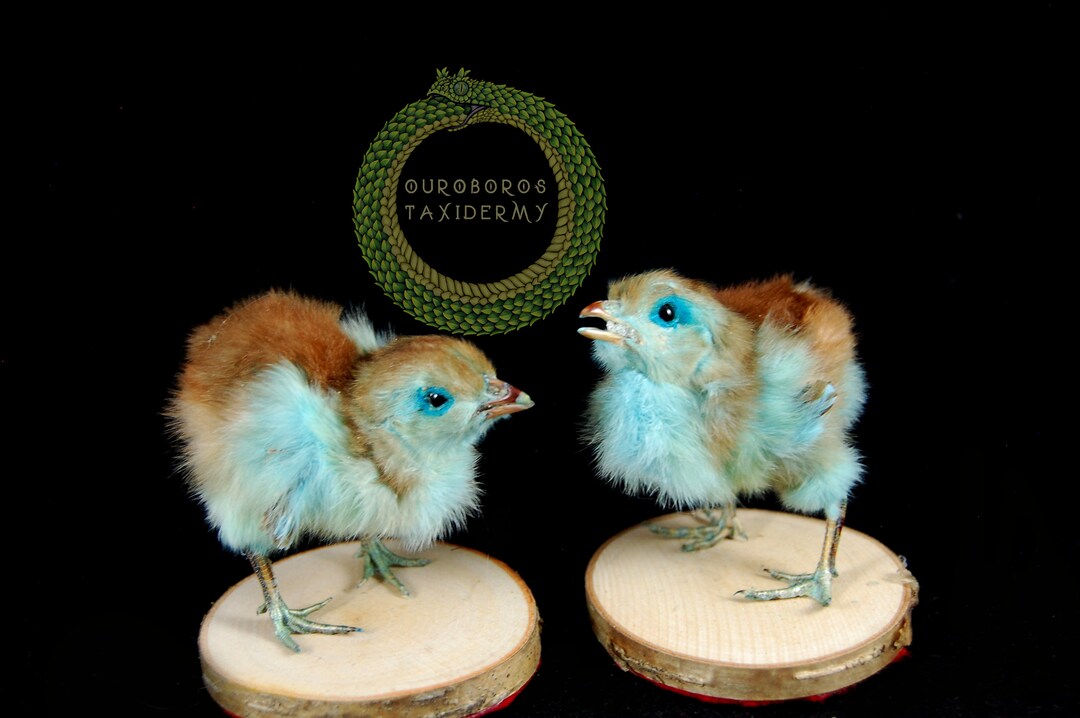 Blue Chick Taxidermy - Etsy