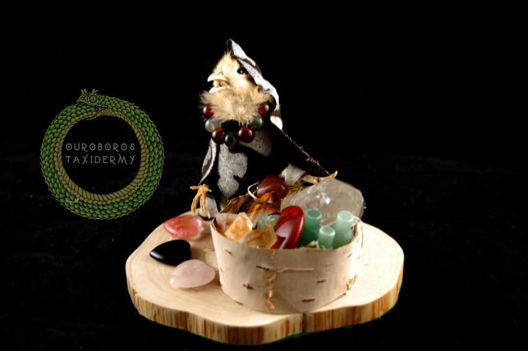 Rogue Taxidermy Domestic Chick Shopkeeper - Etsy