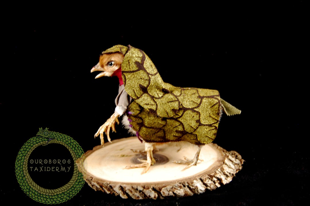 Centaur Chick Rogue Taxidermy - Etsy