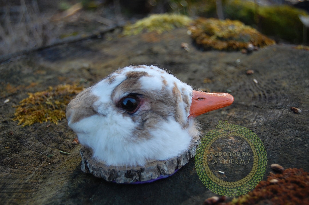 Duck or Rabbit Rogue Taxidermy Optical Illusion - Etsy