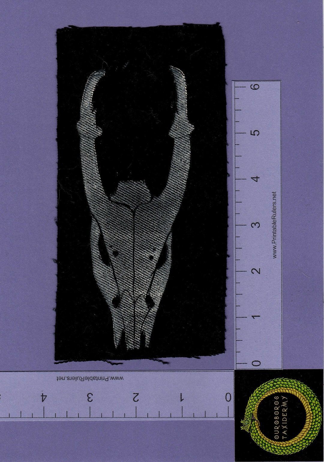 Muntjac Skull Sew on Patch - Etsy