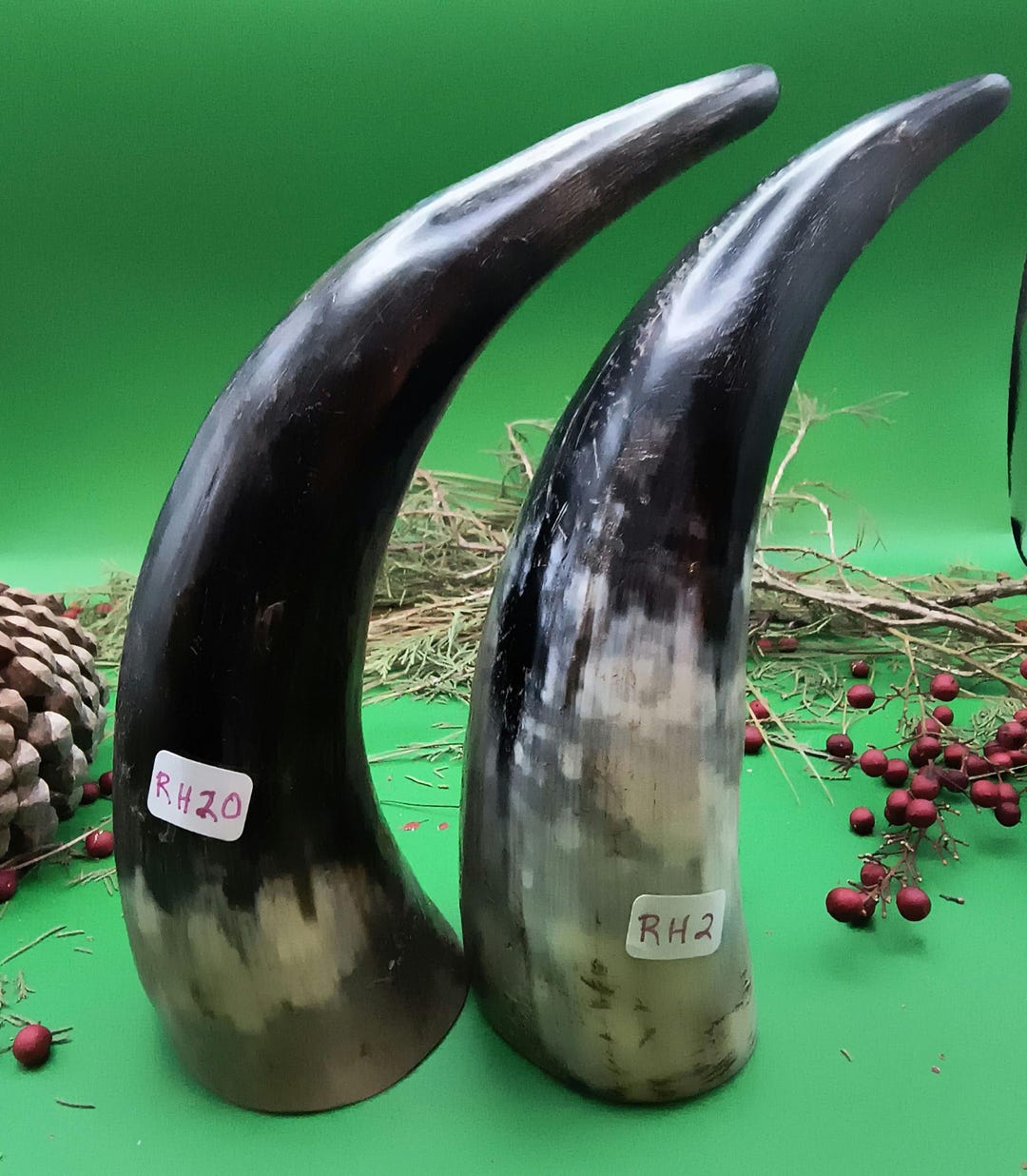 Raw Sanded Lightly Polished Cow Horns DYI Projects Authentic Natural - Etsy