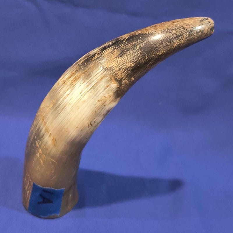 Raw Cow Horns - Etsy