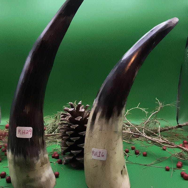 Raw Cow Horns - Etsy