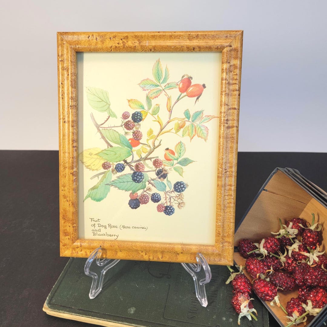 Vintage 1970s, Edith Holden Book Page, "fruit of Dog Rose and ...