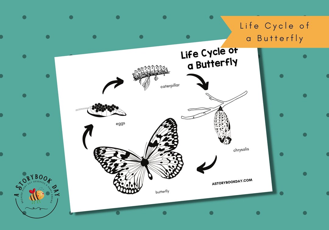PDF: Life Cycle of a Butterfly Print | Homeschool | Educational Life ...