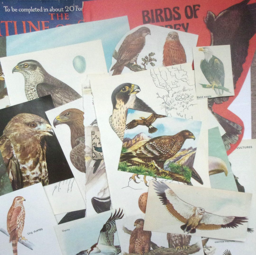 Vintage Birds of Prey Paper Craft Pack: 30 Pieces Including Book ...