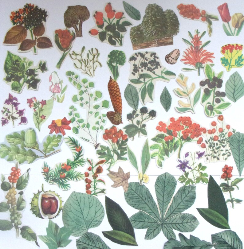 Vintage Botanical Clippings: 50 Die Cut Style Pieces Hand Cut From ...