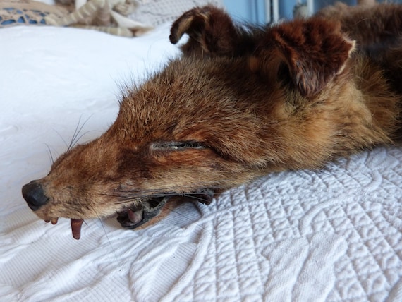 Antique French real red fox fur full body pelt wrap s… - Gem