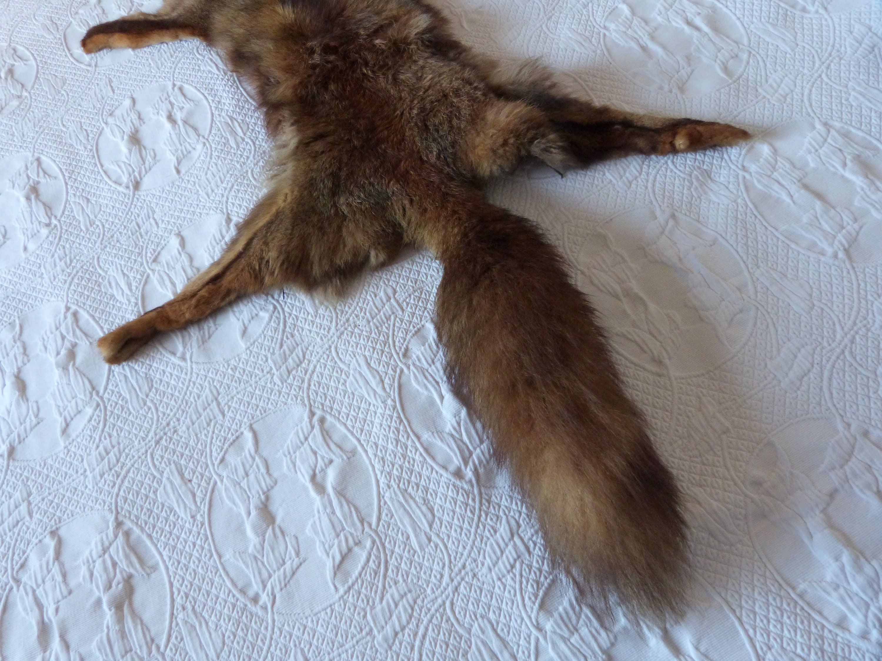 Antique French Real Red Fox Fur Full Body Pelt Wrap Stole Collar Scarf ...
