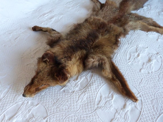 Antique French real red fox fur full body pelt wrap s… - Gem