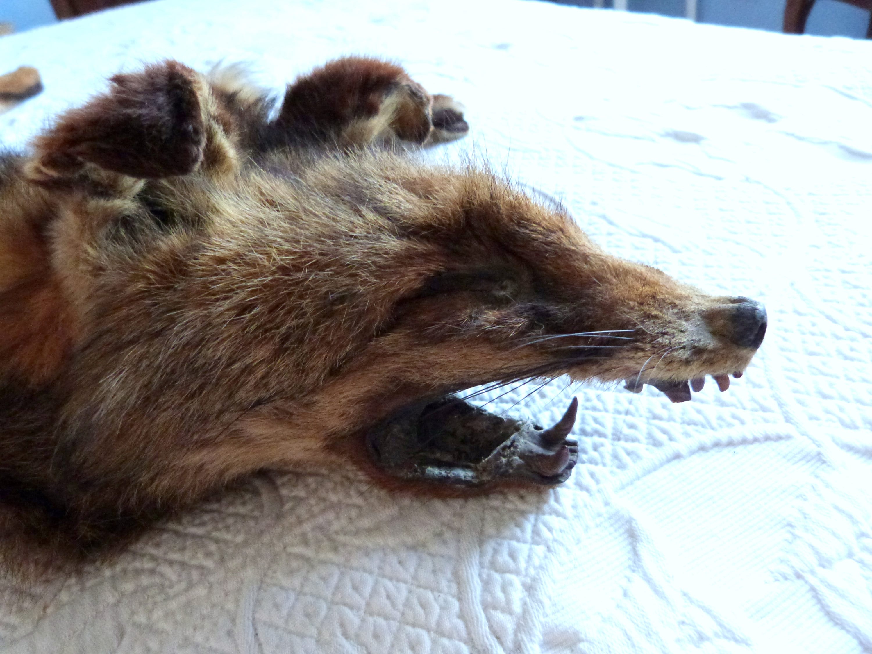 Antique French Real Red Fox Fur Full Body Pelt Wrap Stole Collar Scarf ...