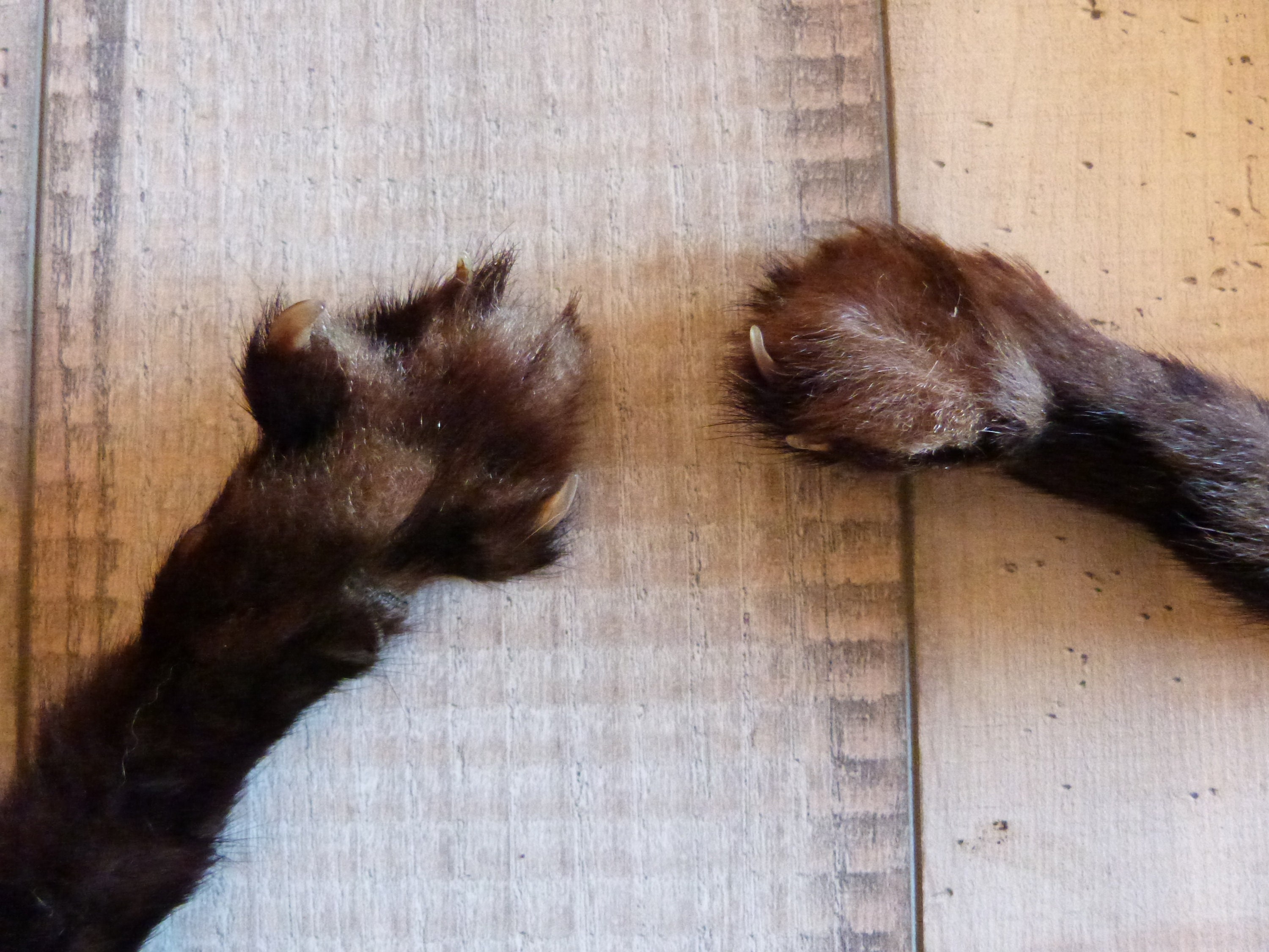 Antique Silver Fox Fur Pelt Wrap Stole Collar Scarf Shawl Wrap - Etsy