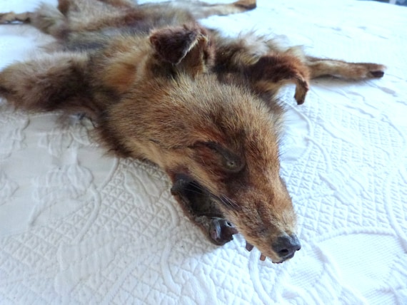 Antique French real red fox fur full body pelt wrap s… - Gem