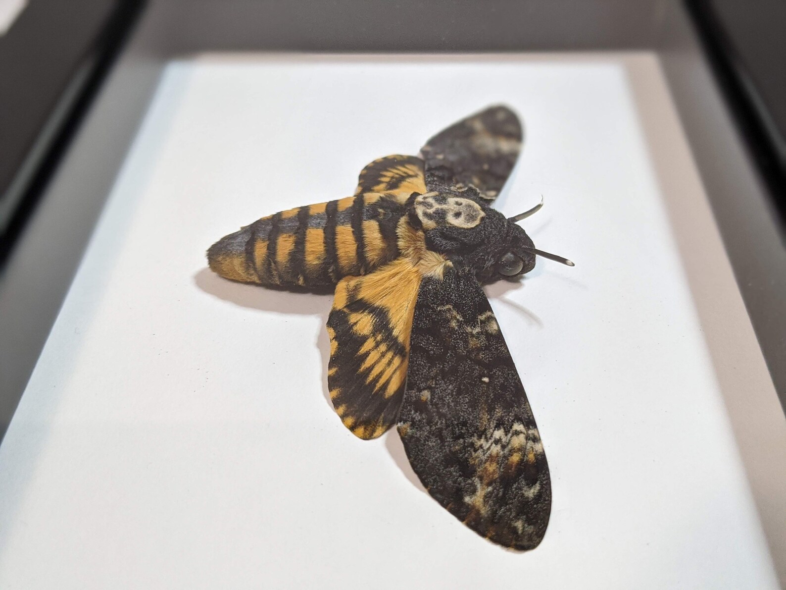 REAL Death Head Moth in 5x7 Frame Acherontia - Etsy