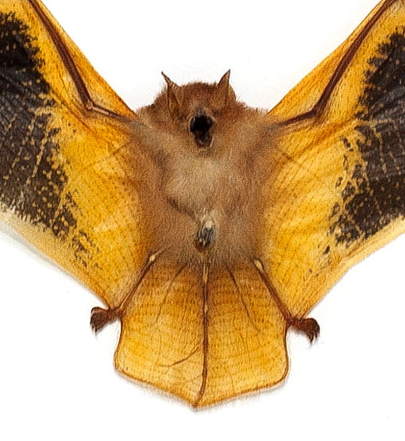 Taxidermy Bat Painted Bat Fire Bat Kerivoula Picta | Etsy