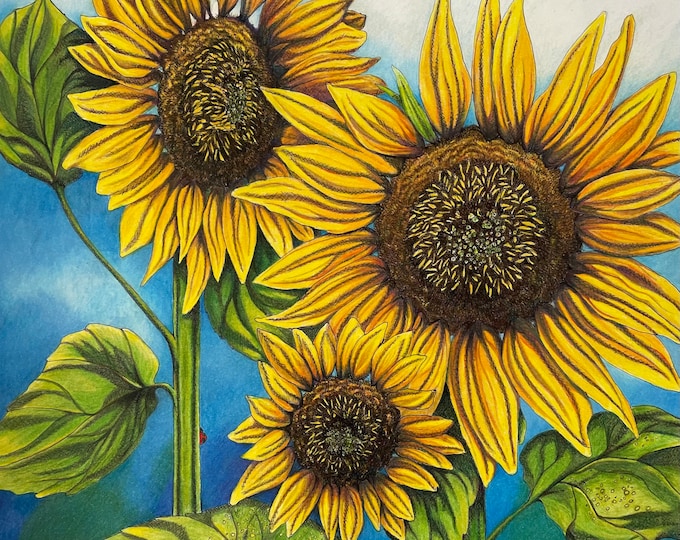 Sunflowers Colored Pencil and Ink Drawing on 11x14 Inch Bristol Board ...