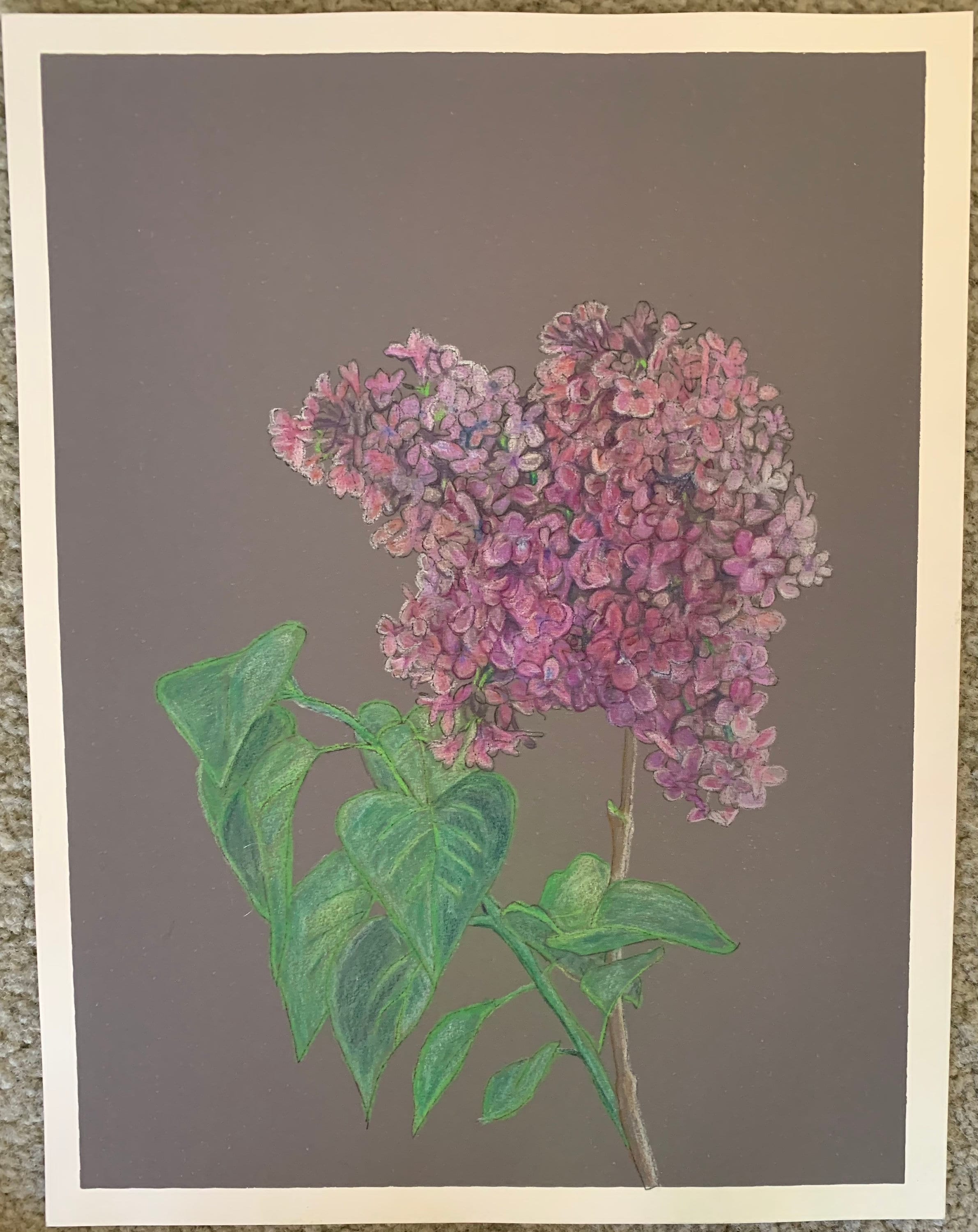 Purple Lilacs Colored Pencil Drawing on Acrylic Coated Grey/purple ...