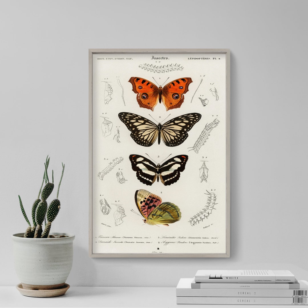 Adolphe Philippe Millot Art Print - Butterflies Illustration 3 - Nature ...