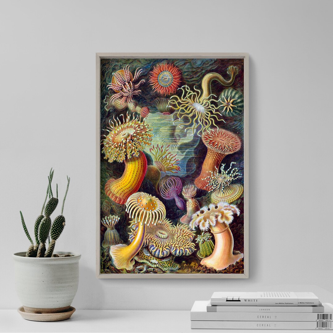 Ernst Haeckel Poster - Actiniae - Plate 49 - Art Forms in Nature (1904 ...