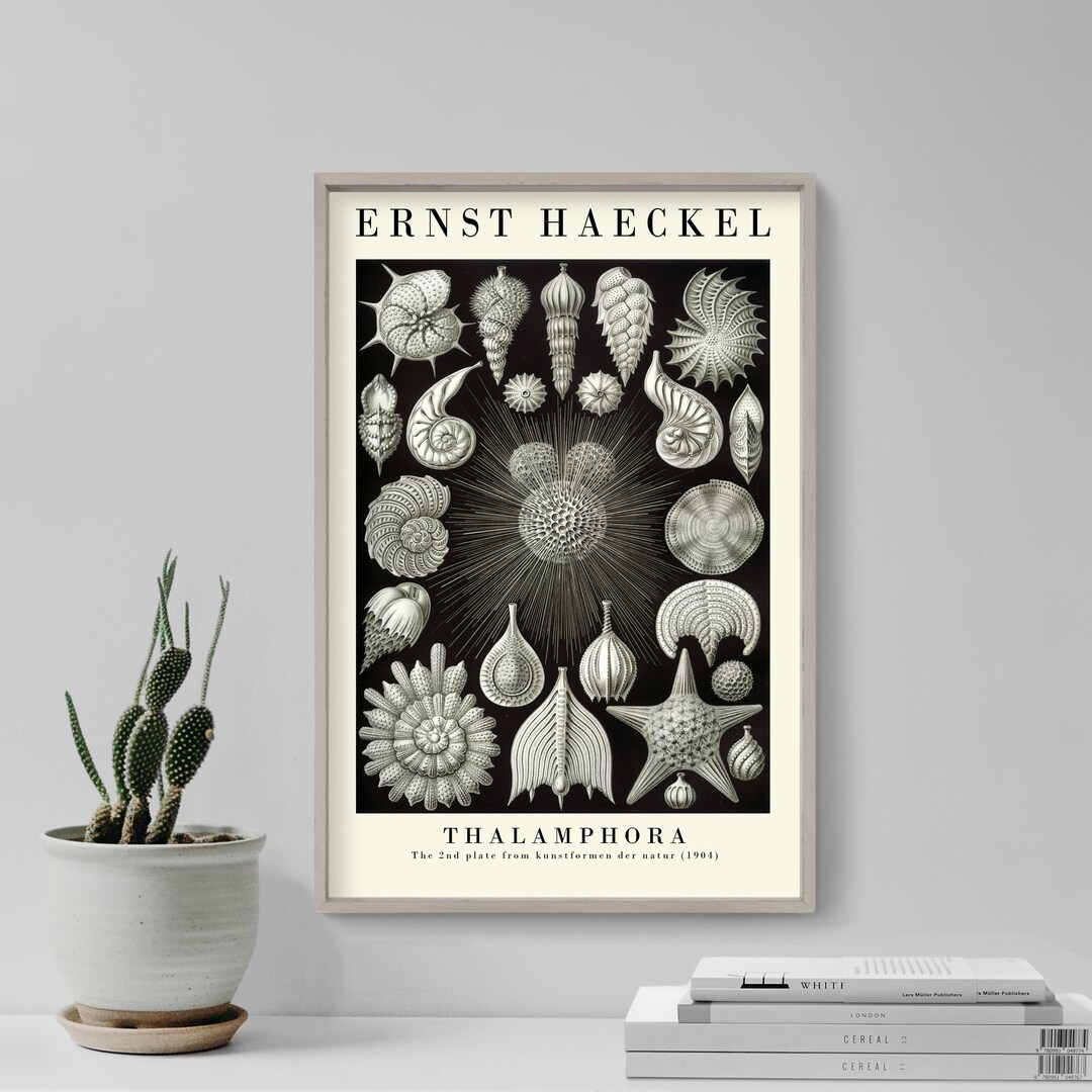 Ernst Haeckel Gallery Poster - Thalamphora - Plate 02 - Art Forms in ...