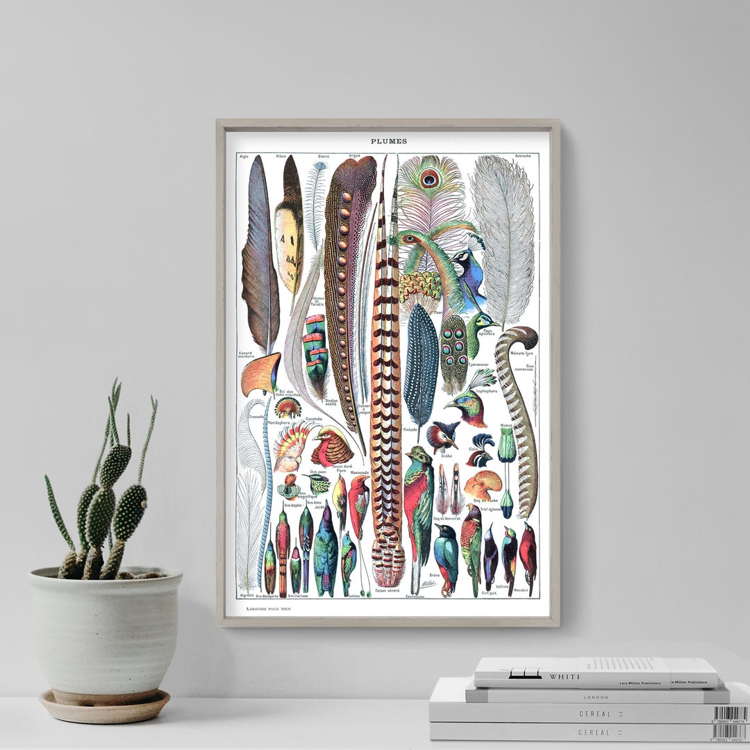 Adolphe Philippe Millot Art Print - Types of Feathers Illustration ...