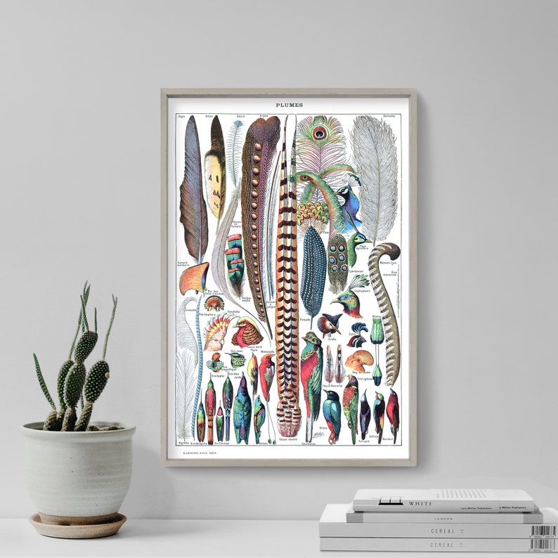 Adolphe Philippe Millot Art Print Types of Feathers - Etsy