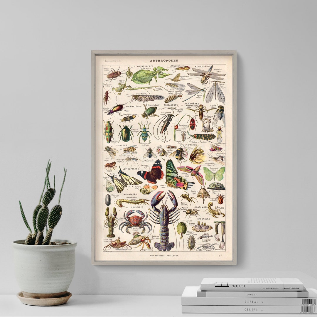 Adolphe Philippe Millot Art Print - Types of Insect Illustration 2 ...