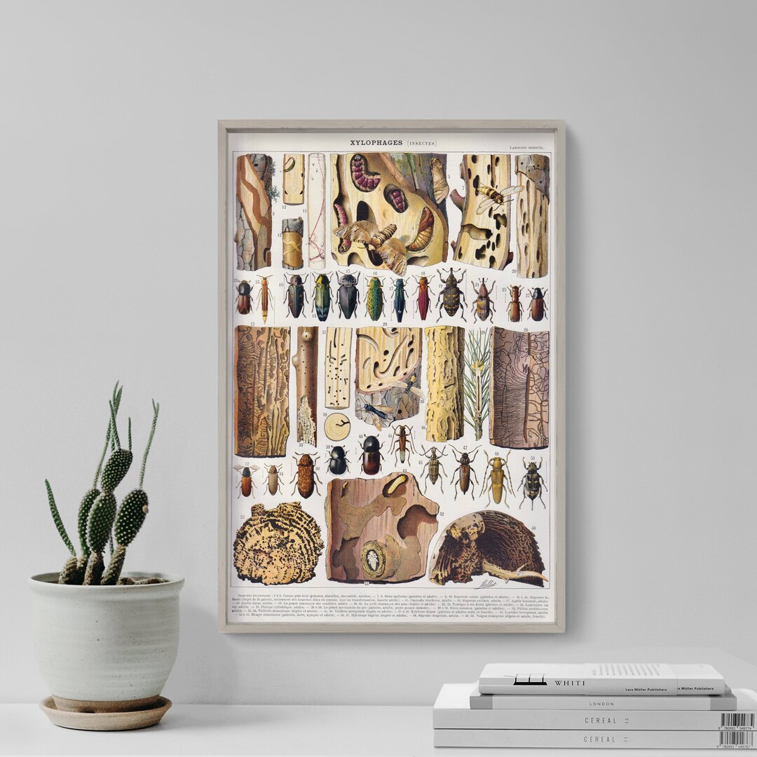 Adolphe Philippe Millot Art Print - Types of Beetle Illustration ...